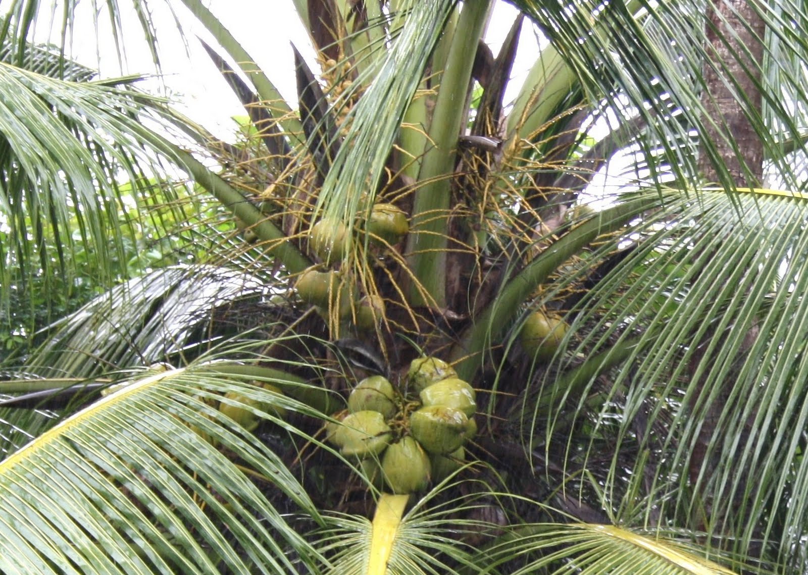 Plantas: Beleza e Diversidade: Coqueiro (Cocos nucifera)