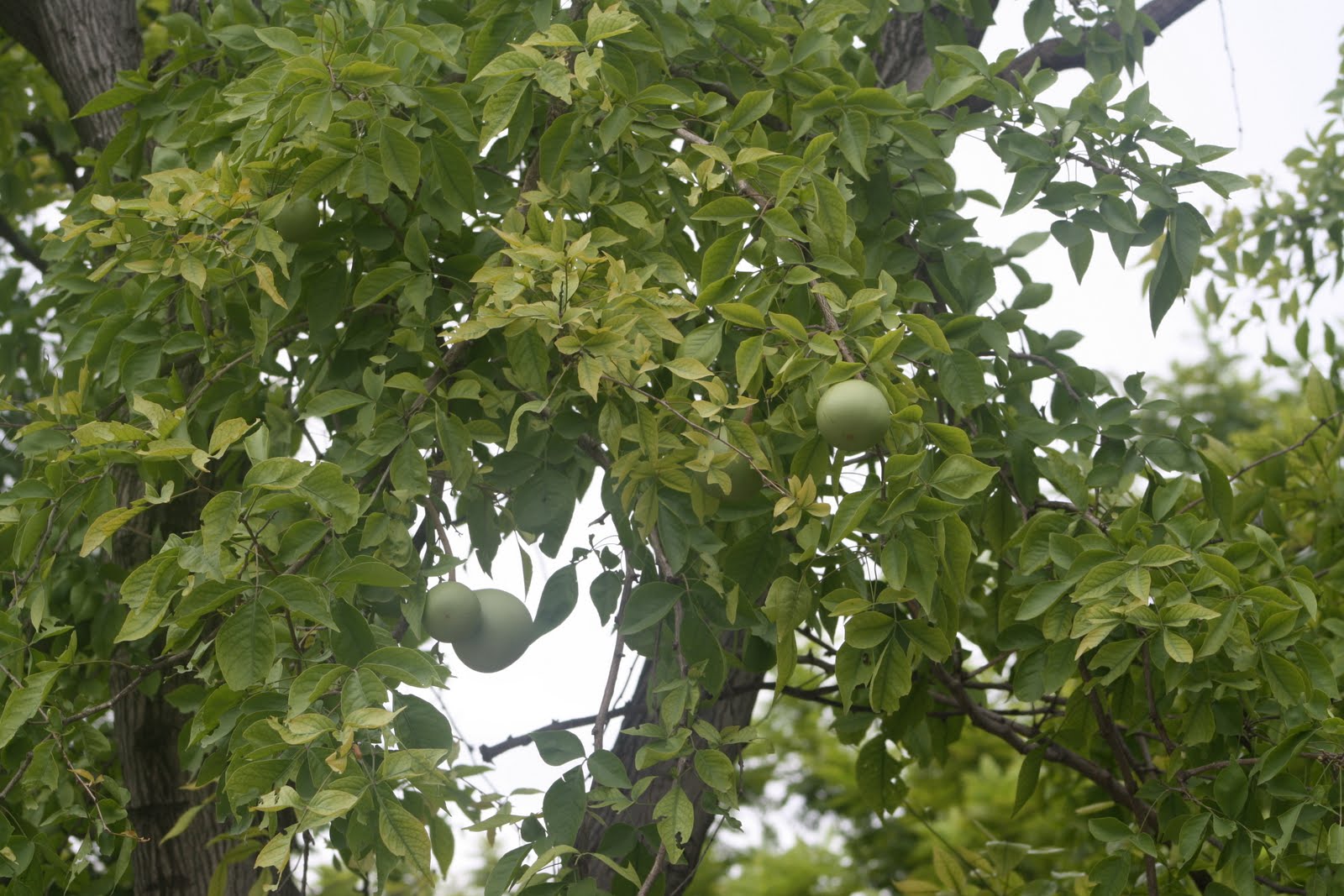 Plantas: Beleza e Diversidade: Marmeleiro-da-índia (Aegle marmelos)