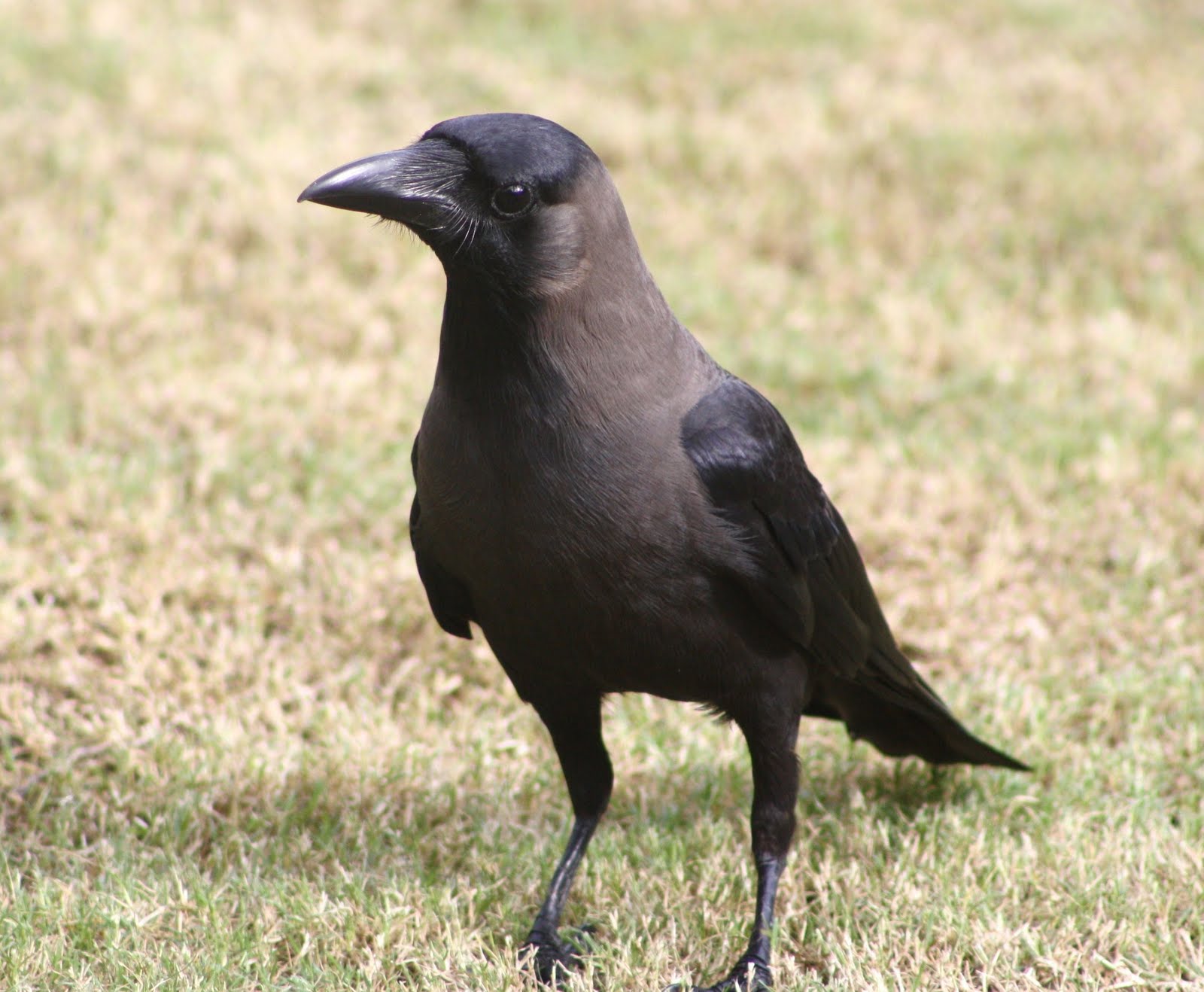 TERRA DAS AVES: Gralha-indiana (Corvus splendens)