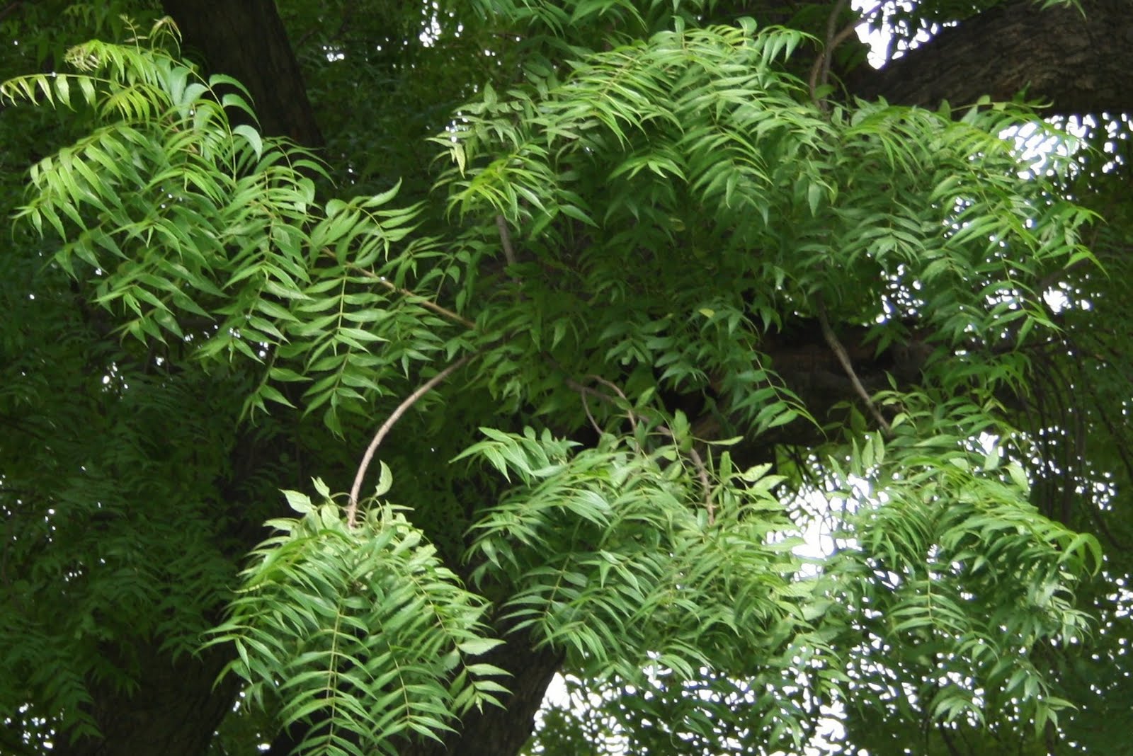 Plantas: Beleza e Diversidade: Nim (Azadirachta indica)