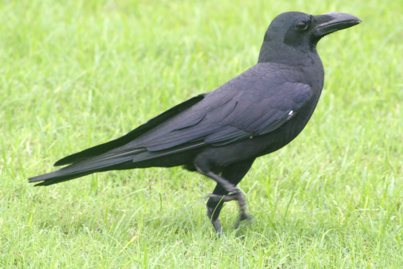 Nydessa Corvus-Tenebris, Before the Dawn: