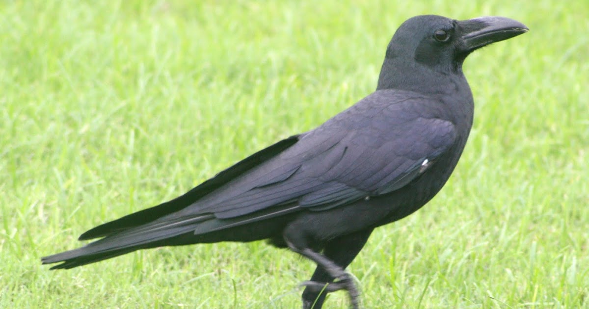 TERRA DAS AVES: Corvo-comum (Corvus corax)