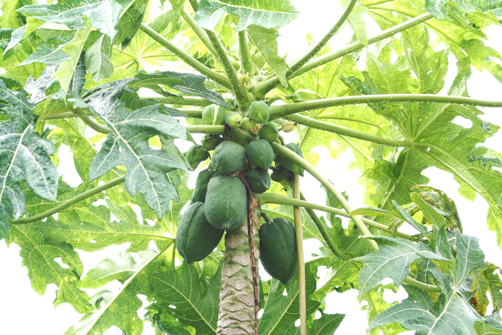 Plantas: Beleza e Diversidade: Mamoeiro (Carica papaya)