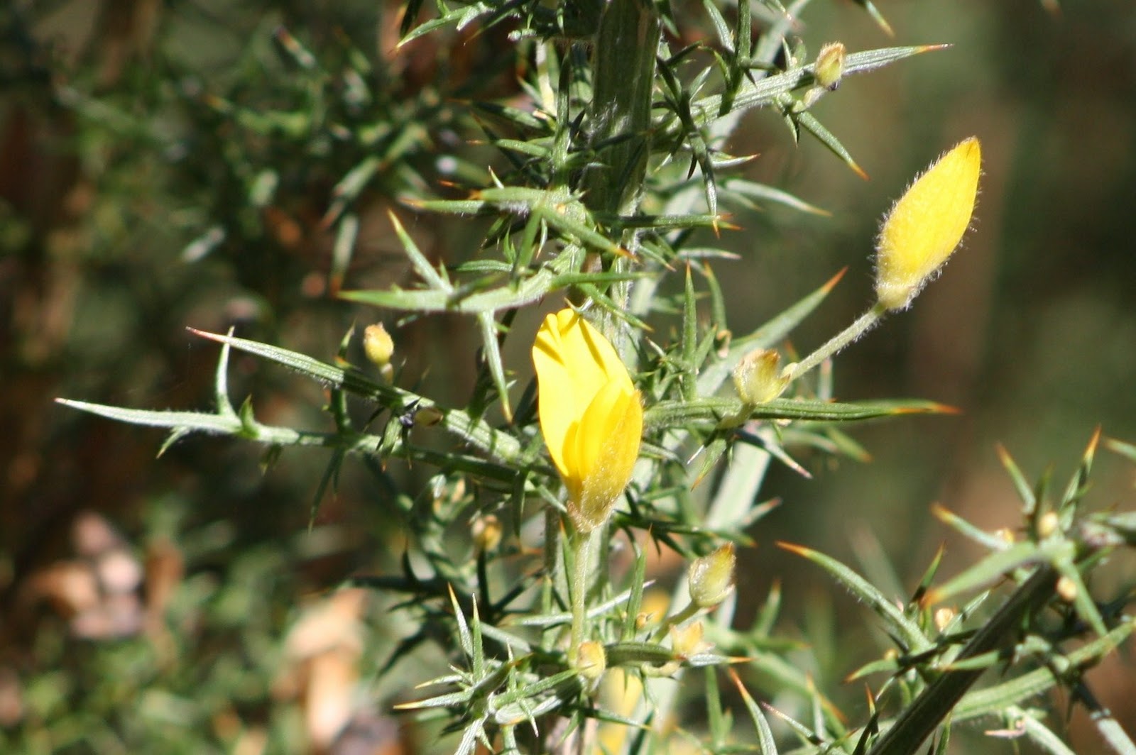 Plantas: Beleza e Diversidade: Tojo-arnal-do-litoral (Ulex europaeus)