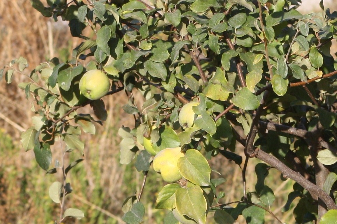 Plantas: Beleza e Diversidade: Árvores de fruto: marmeleiro (Cydonia ...