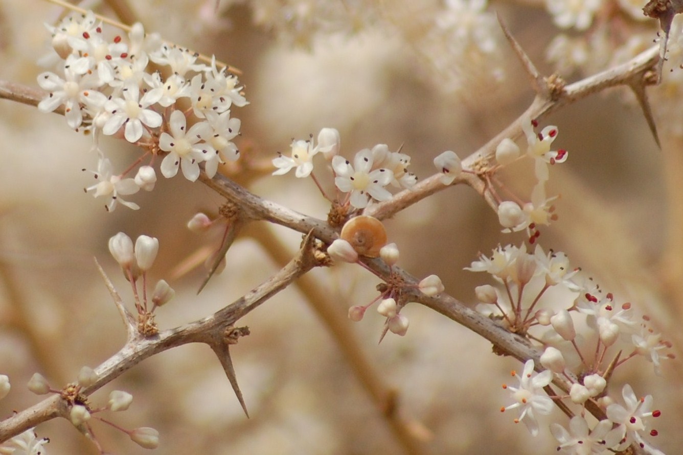 Plantas: Beleza e Diversidade: Estrepes (Asparagus albus)