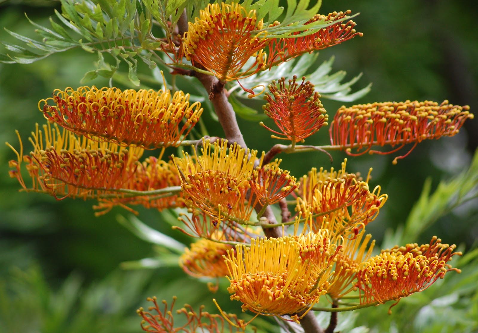 Plantas: Beleza e Diversidade: Grevílea (Grevillea robusta)