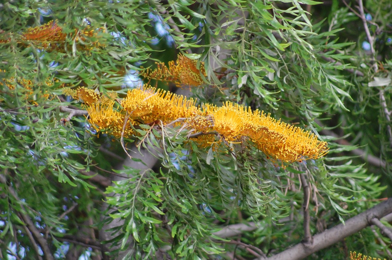 Plantas: Beleza e Diversidade: Grevílea (Grevillea robusta)