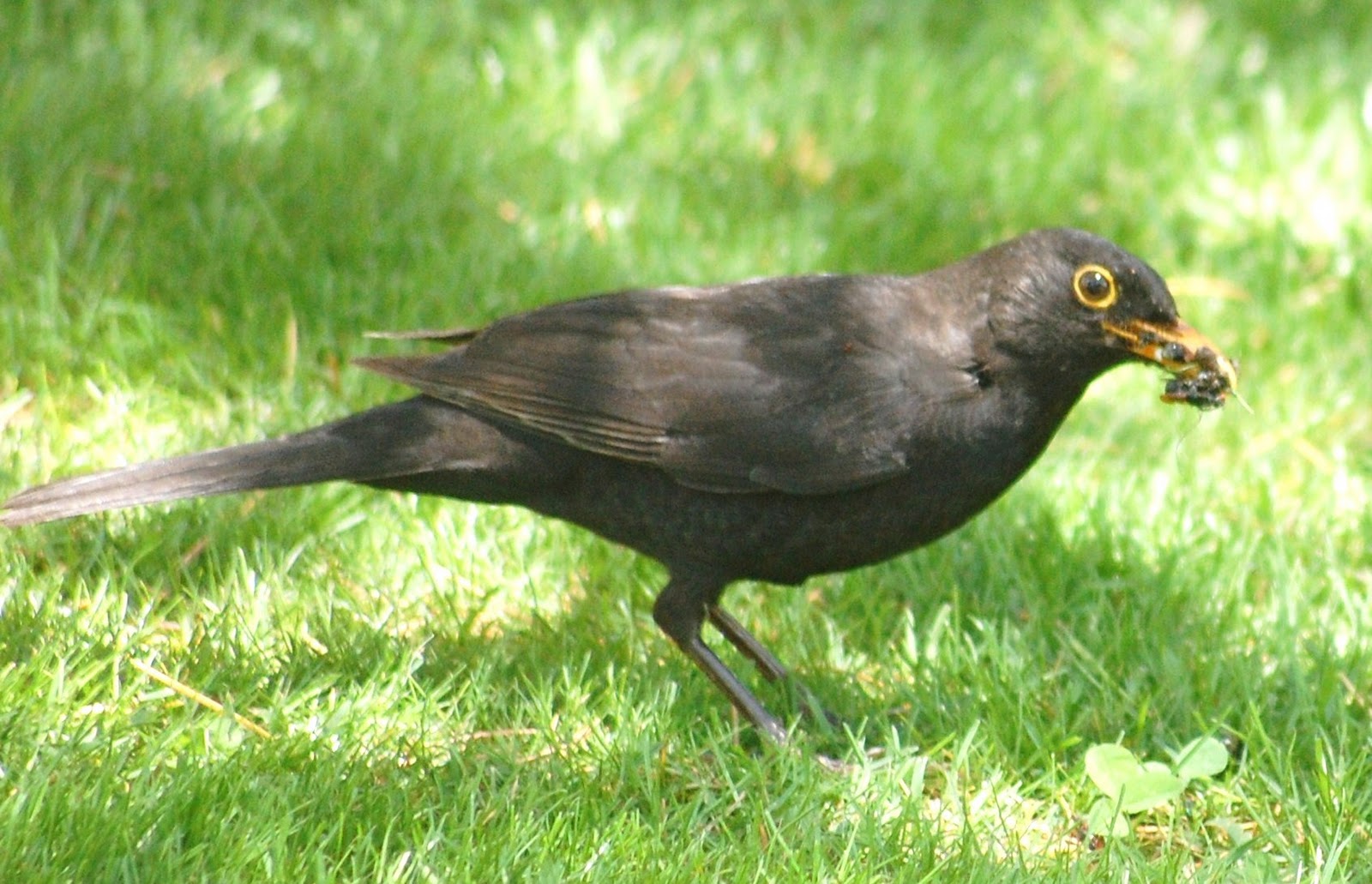 TERRA DAS AVES: Melro-preto (Turdus merula) (Machos)