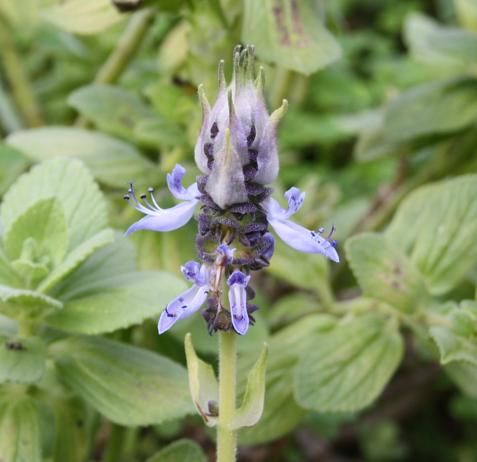 Plantas: Beleza e Diversidade: Plectranthus ornatus