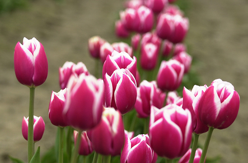 nimiwicho: Gambar Bunga Tulip