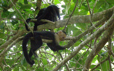 PuraVida Adventure: Maimutele Capucin... peste tot la Manuel Antonio