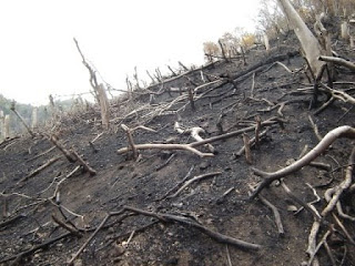 II-BEEology: ╫KAINGIN ->by: KIMBERT FERNANDEZ