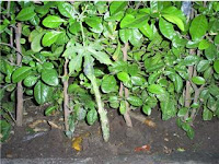 PRINGAMOSA ARTE Y CIUDAD: PRINGAMOSA EN ESPACIO PUBLICO