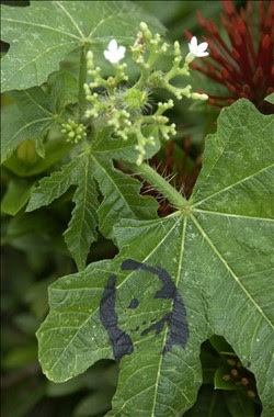 NOTICIAS DIGITALES-FALCON: PRINGAMOSA HOJA, PARA OBSERVACION