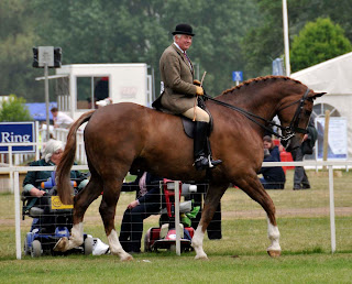 New Zealand Horse Tales: HOW MANY SADDLE/SHOW HUNTERS ACTUALLY GO HUNTING?