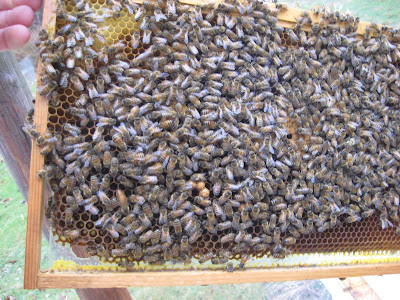 WV Beekeeper - Cass Cohenour: Strengthening a Weak Colony