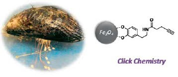 Click Chemistry: Sticky mussels and click chemistry