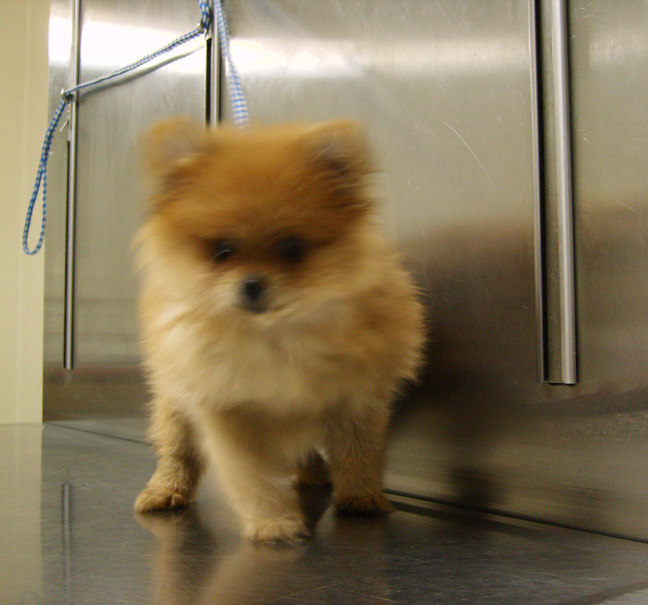 Dr. Andy Mathis- The Animals and Other Stuff: Ginger the Pomeranian Puppy