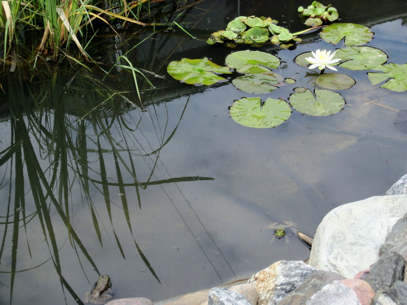 Permaculture 101: The Pond