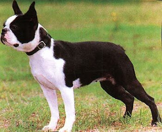 Boston Terrier Dog Lovers