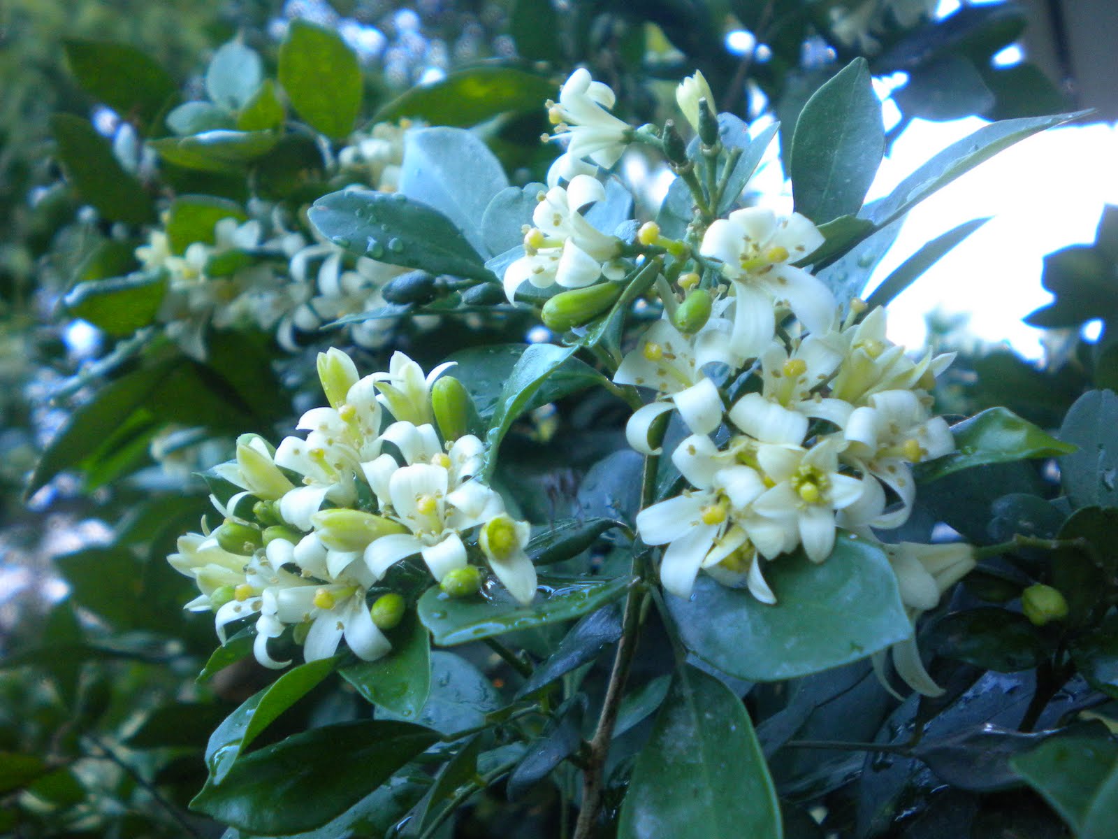 Baru 49+ Bunga Yasmin, Gambar Bunga