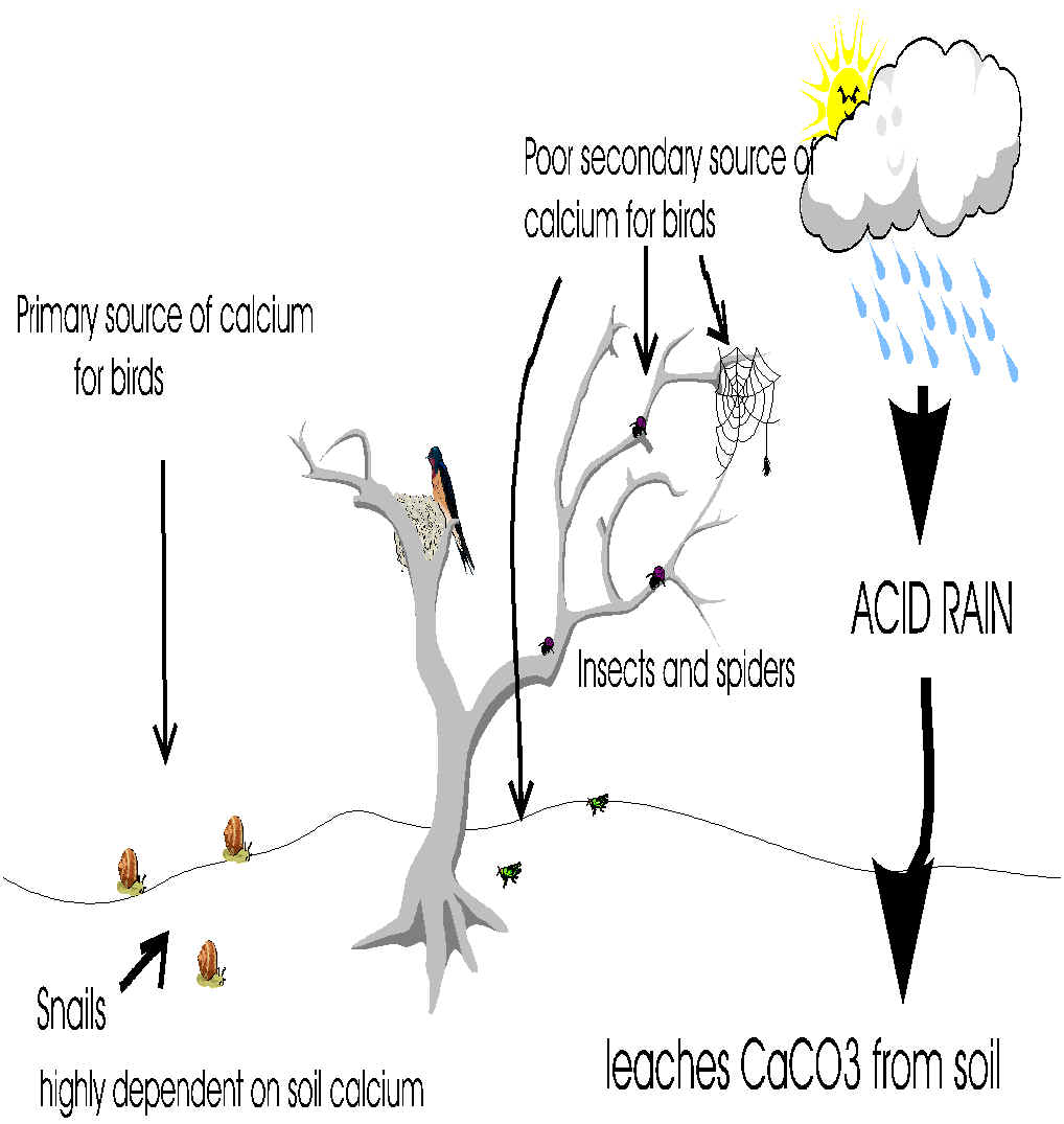 Acid Rain Diagram Simple