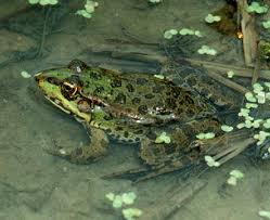 BIBLIOTECA SCOLARULUI: BROASTELE