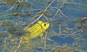 BIBLIOTECA SCOLARULUI: BROASTELE