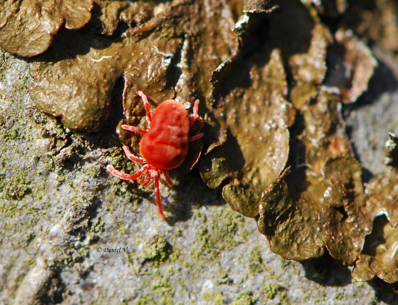 Macrophoto plaisir passion: Petite araignée rouge