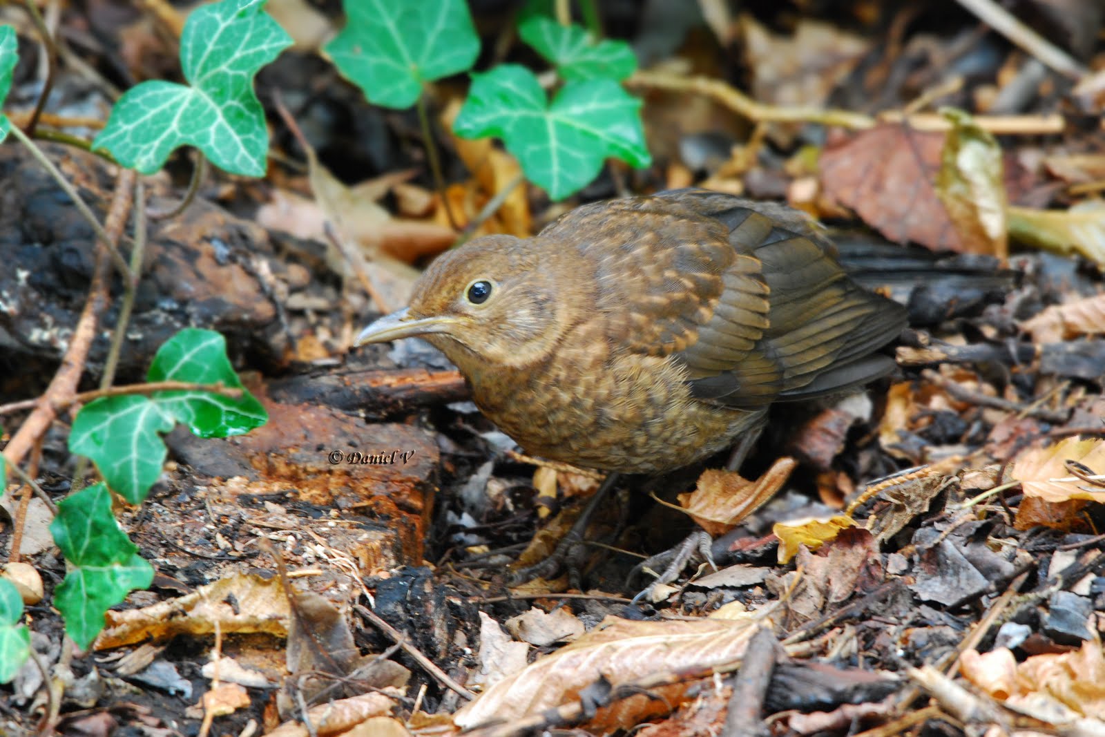 Les oiseaux du 27: Merles noirs et merlettes, turdus merula