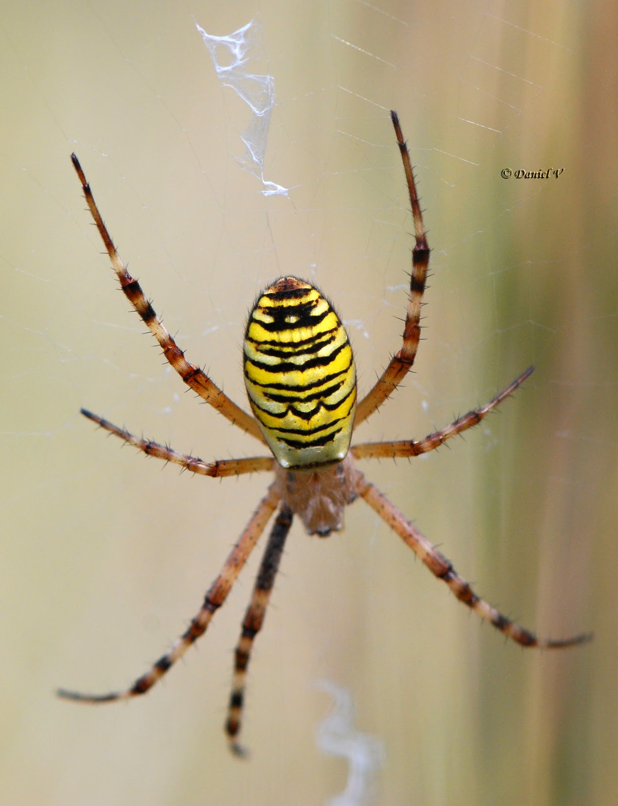 Macrophoto plaisir passion: l' argiope frelon, épeire fasciée, argiope ...