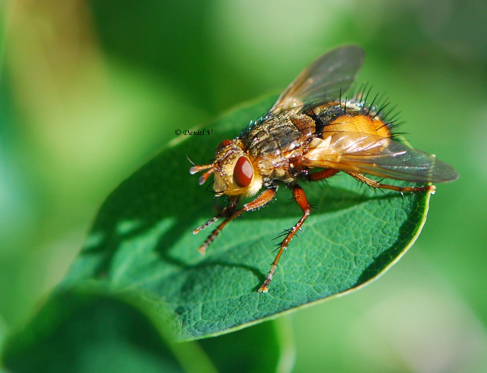 Macrophoto plaisir passion: La mouche tachinaire, tachina fera