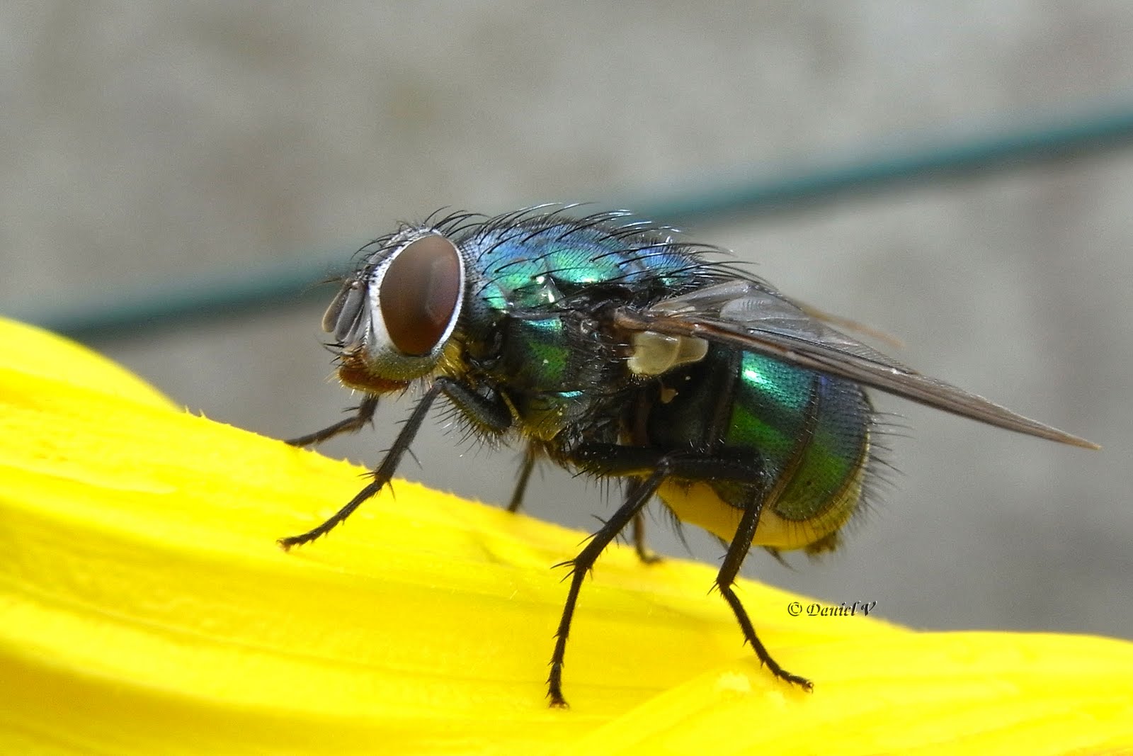 Macrophoto plaisir passion: La mouche verte, lucilia sericata