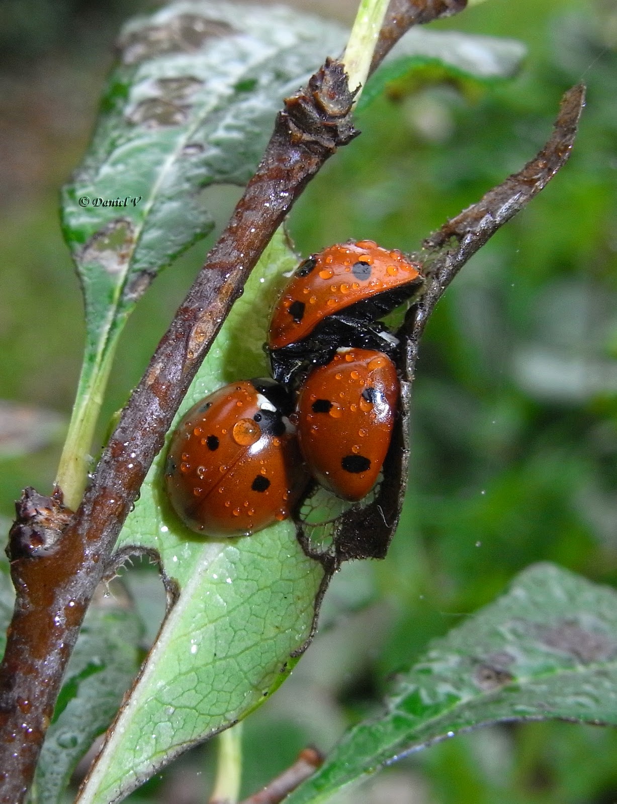 Macrophoto plaisir passion: Les coccinelles en automne
