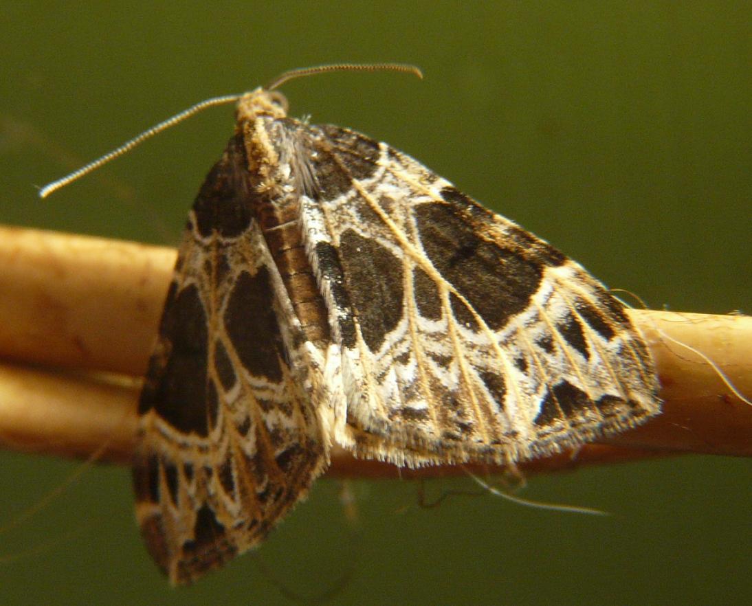 Wildlife on Wheels: Small Phoenix, Ecliptera silaceata; another litle Moth