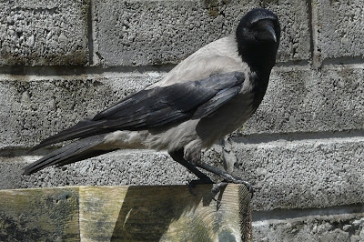 Birding On Wheels: Hooded Crows, the Irish Grey Crow.