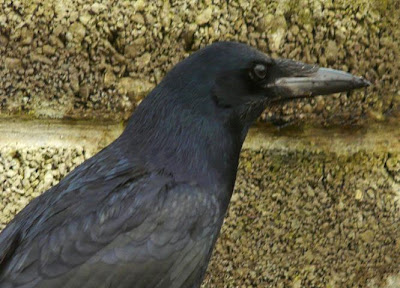 Birding On Wheels: Garden birds in pictures and a smoking Rook?