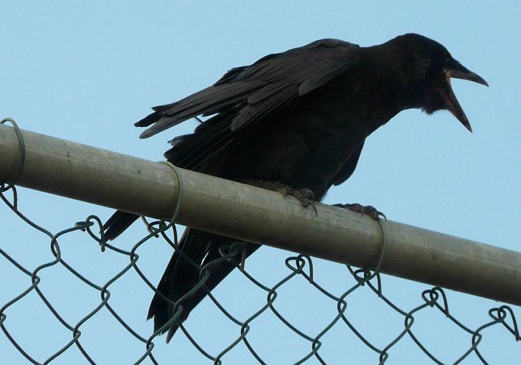 Birding On Wheels: Jackdaw fledgling