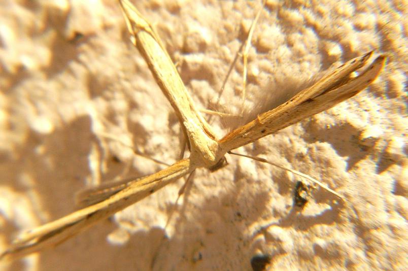 Wildlife on Wheels: White and Brown Plume Moths.