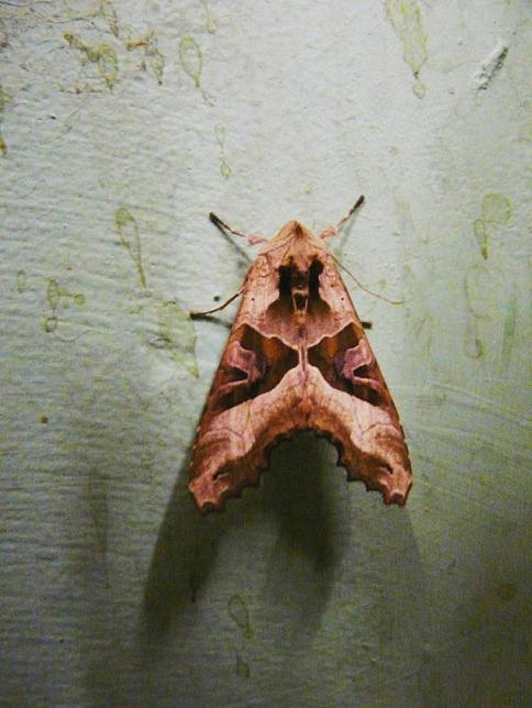 Wildlife on Wheels: Angle Shades Moth, Phlogophora meticulosa