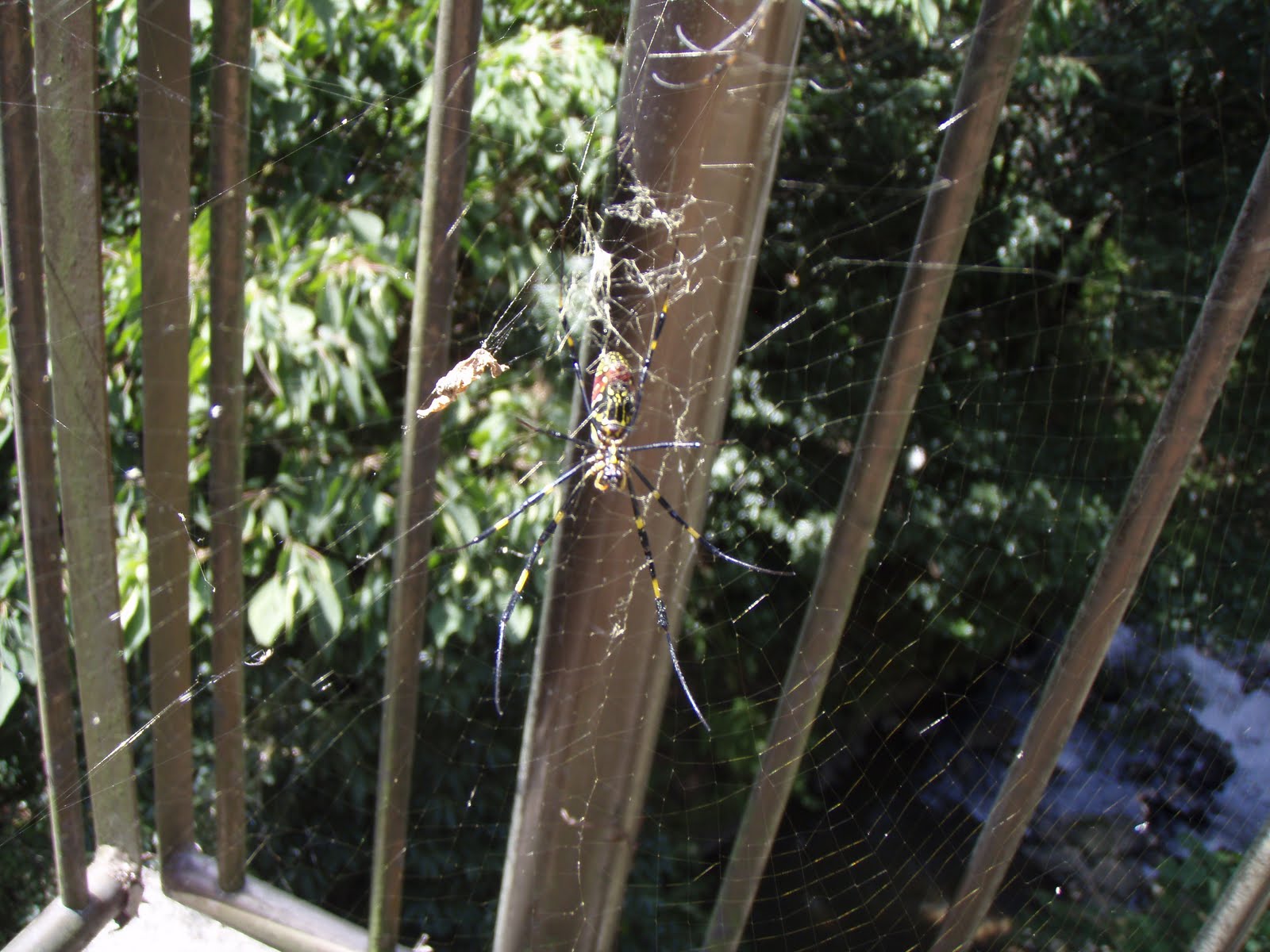 What Is The Biggest Spider In Japan at Michael Schiller blog