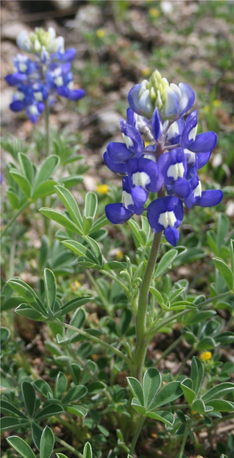 Travels with Emma: Blue Bonnets and Indian Paintbrushes