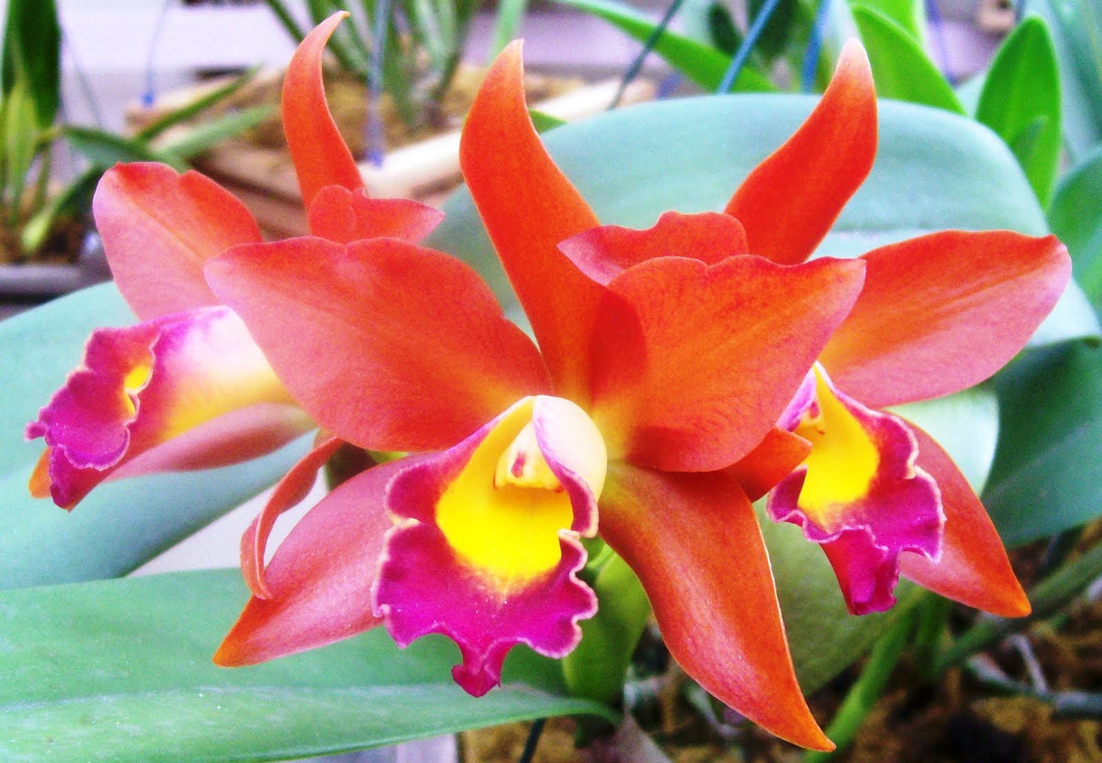 1000+ images about Orquídeas II on Pinterest
