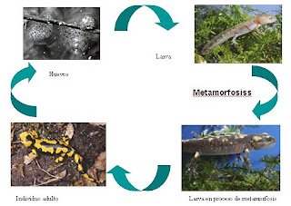 Biología en las clases: LA NEOTENIA: LA ETERNA JUVENTUD DE LOS ANFIBIOS