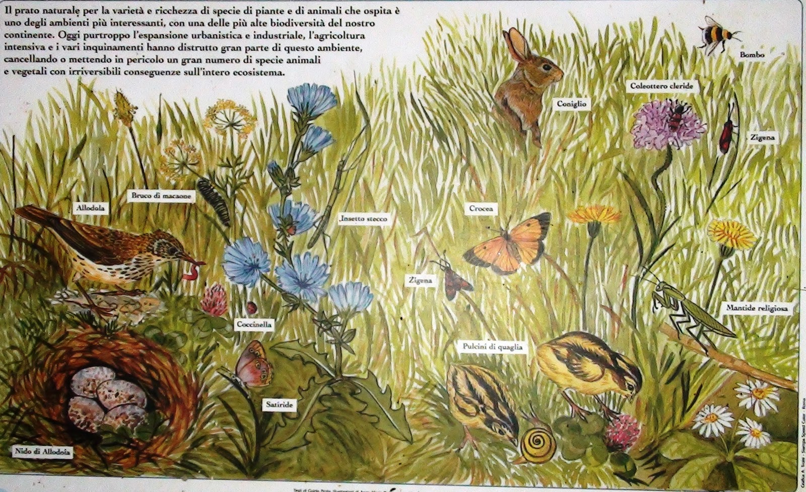 Biodiversity Experiences: BIODIVERSITY