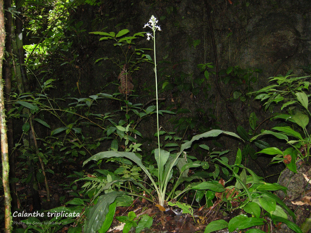 Sony Wibisono Orchids: Calanthe triplicata [Rumph.]Ames 1907