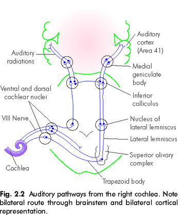 Auditory Pathway Diagram