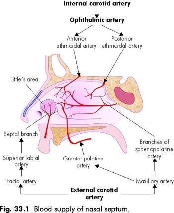 MEDICAL MNEMONICS: Little's area: Arteries