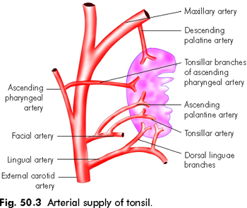 MEDICAL IMAGES: Arterial Supply of Tonsils